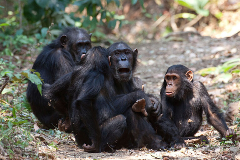Gombe Stream National Park – 05days Chimpanzee Trekking | Eden tours ...
